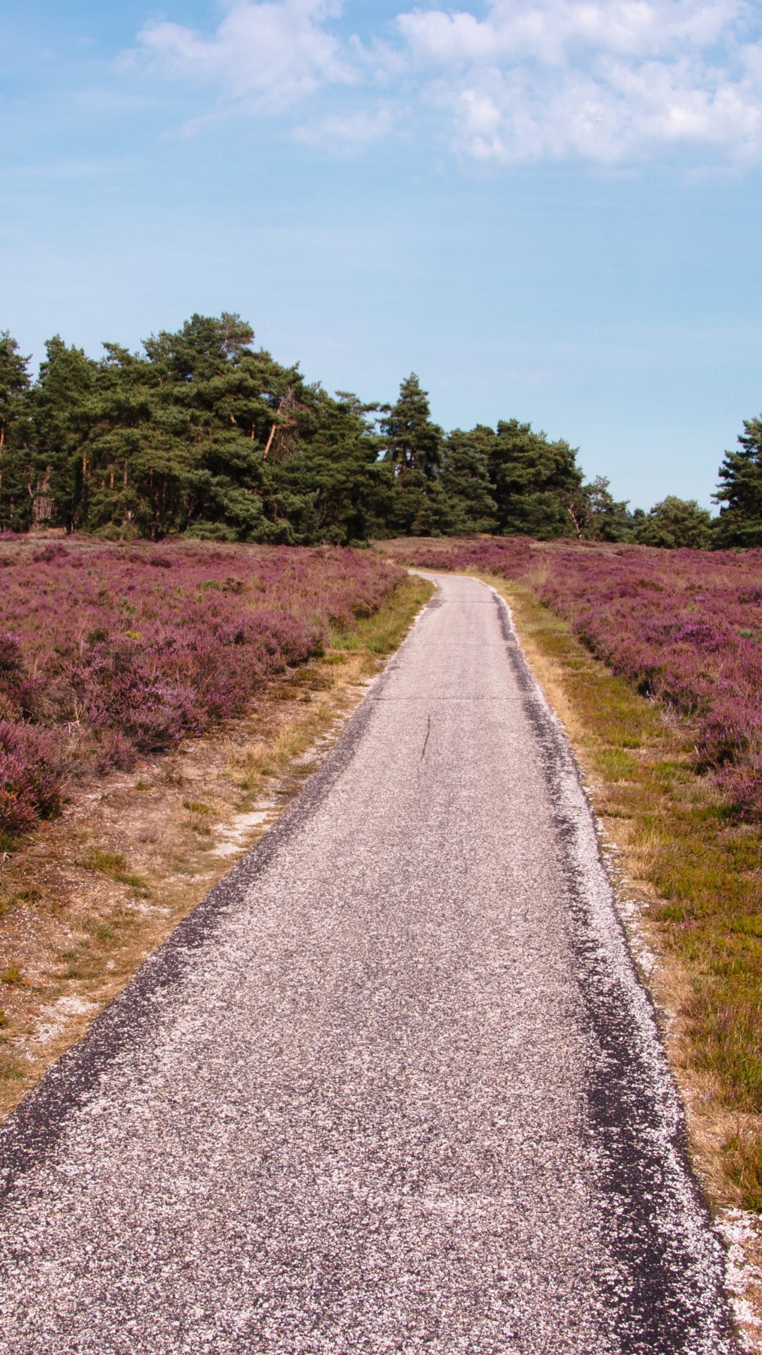 Wandelen Hoge Veluwe: de mooiste paaltjesroutes