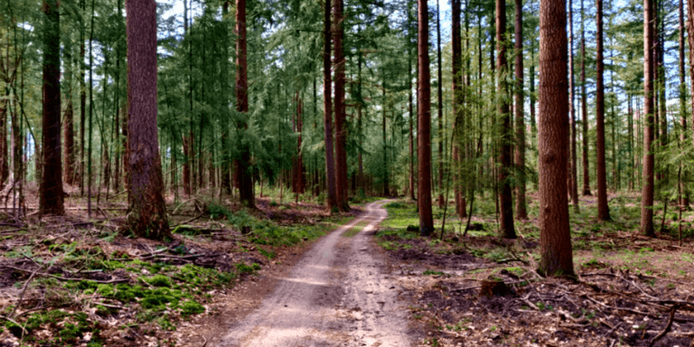 7x: de mooiste wandelingen op de Veluwe